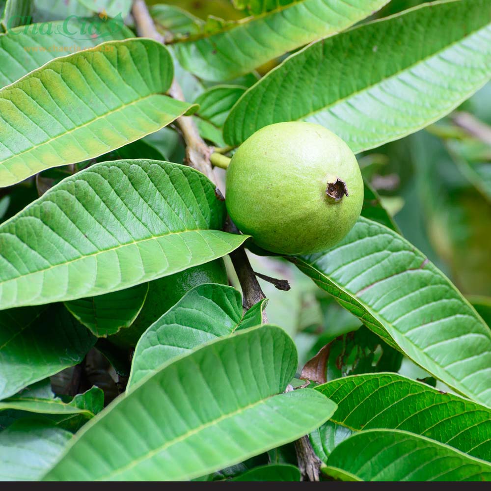 Goiabeira - Psidium guajava Raddi 100g - chaecia