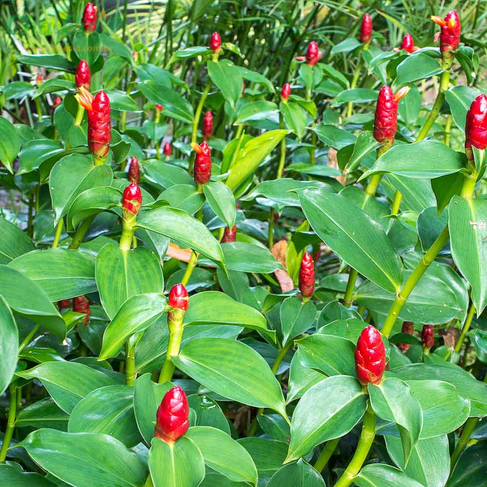 Cana do Brejo - Costus spicatus Swartz 100g - chaecia